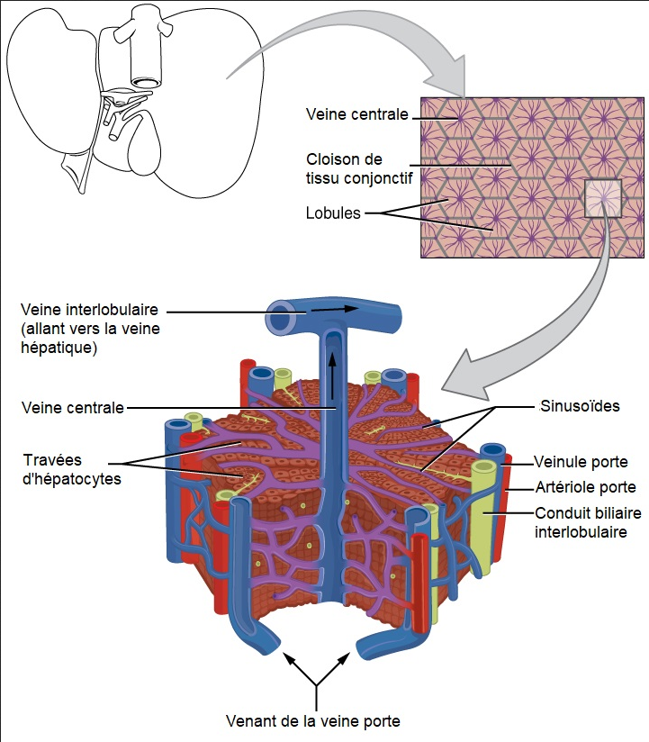 L’échographie hépatique partie 1 : Méthode. – Échoclic